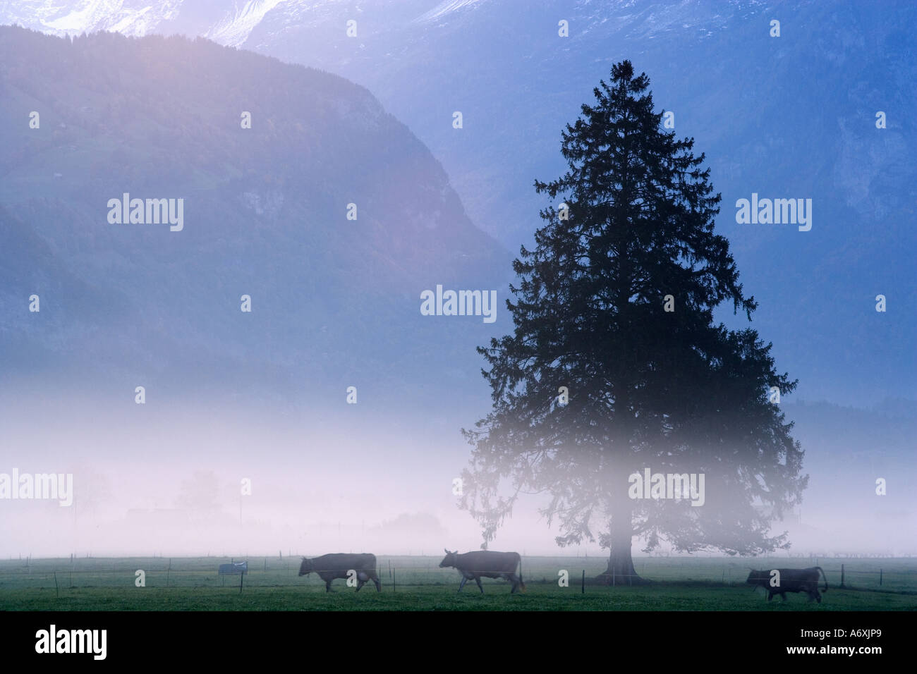 Switzerland berner Oberland Alpine cows below lone pine tree in mist ...