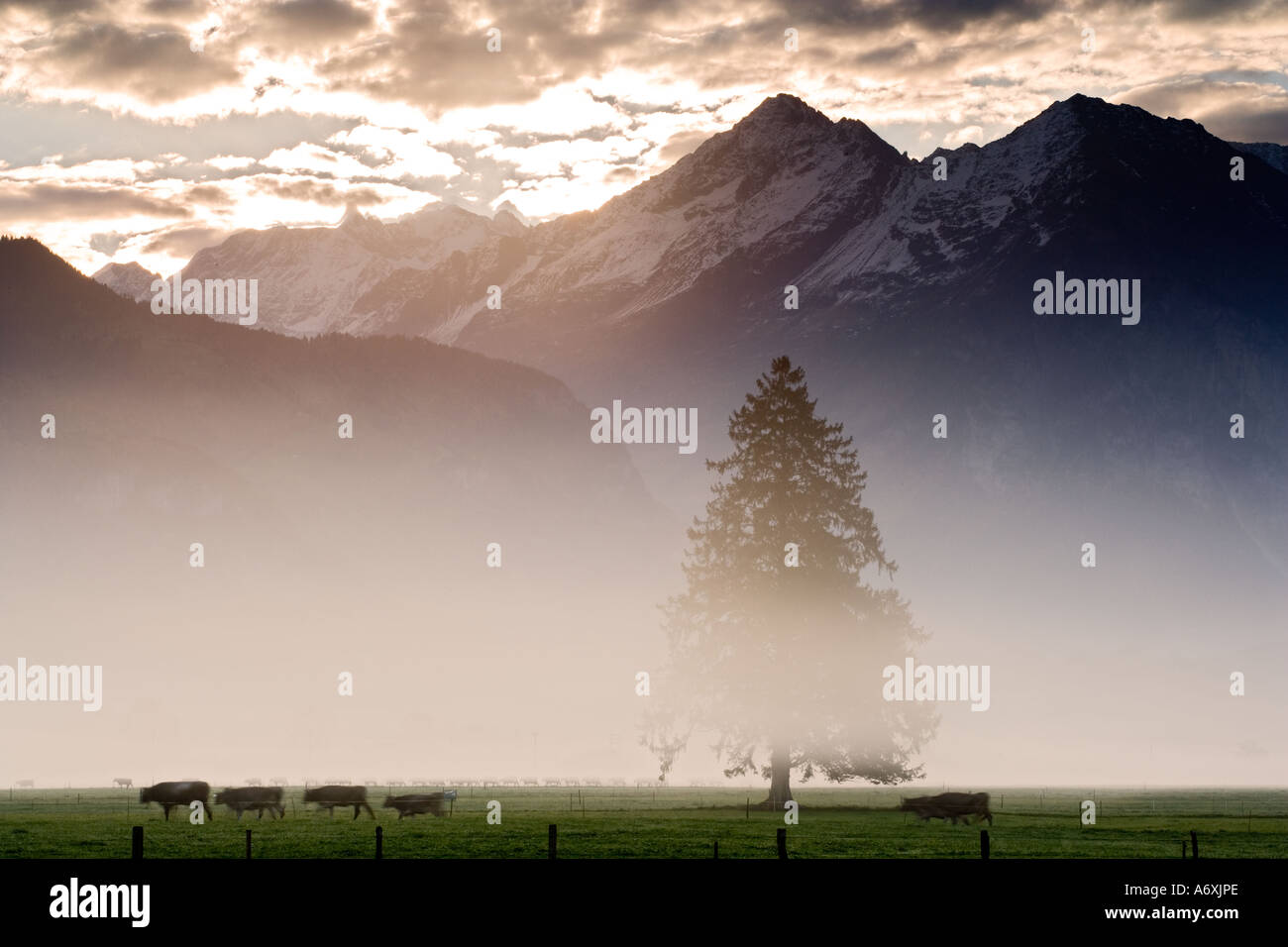 Switzerland Berner Oberland Alpine cows below lone pine tree in mist ...