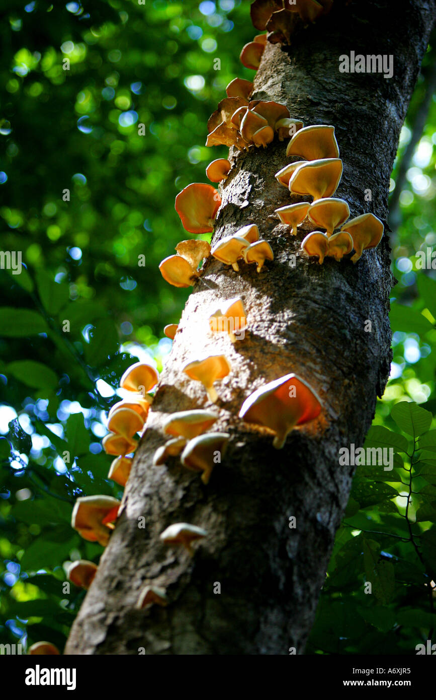 Mushrooms/Fungi growing on the side of a tree Stock Photo - Alamy