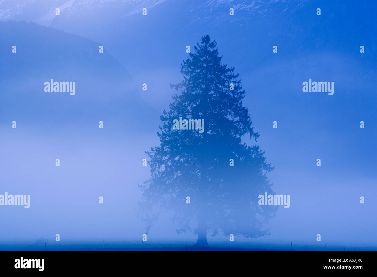 Switzerland Berner Oberland Lone pine tree in mist Stock Photo - Alamy