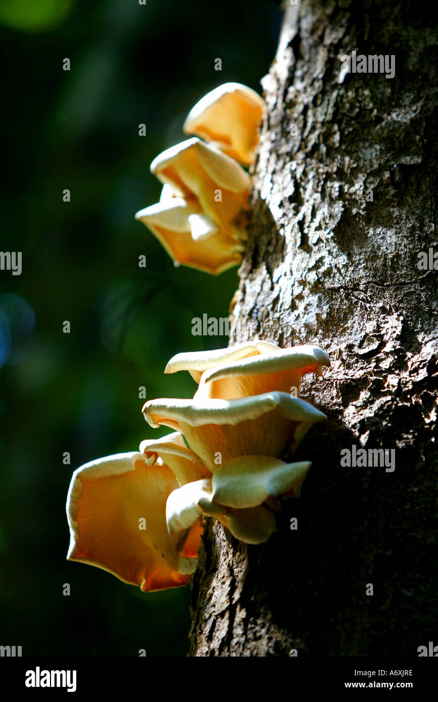 Mushrooms/Fungi growing on the side of a tree Stock Photo - Alamy