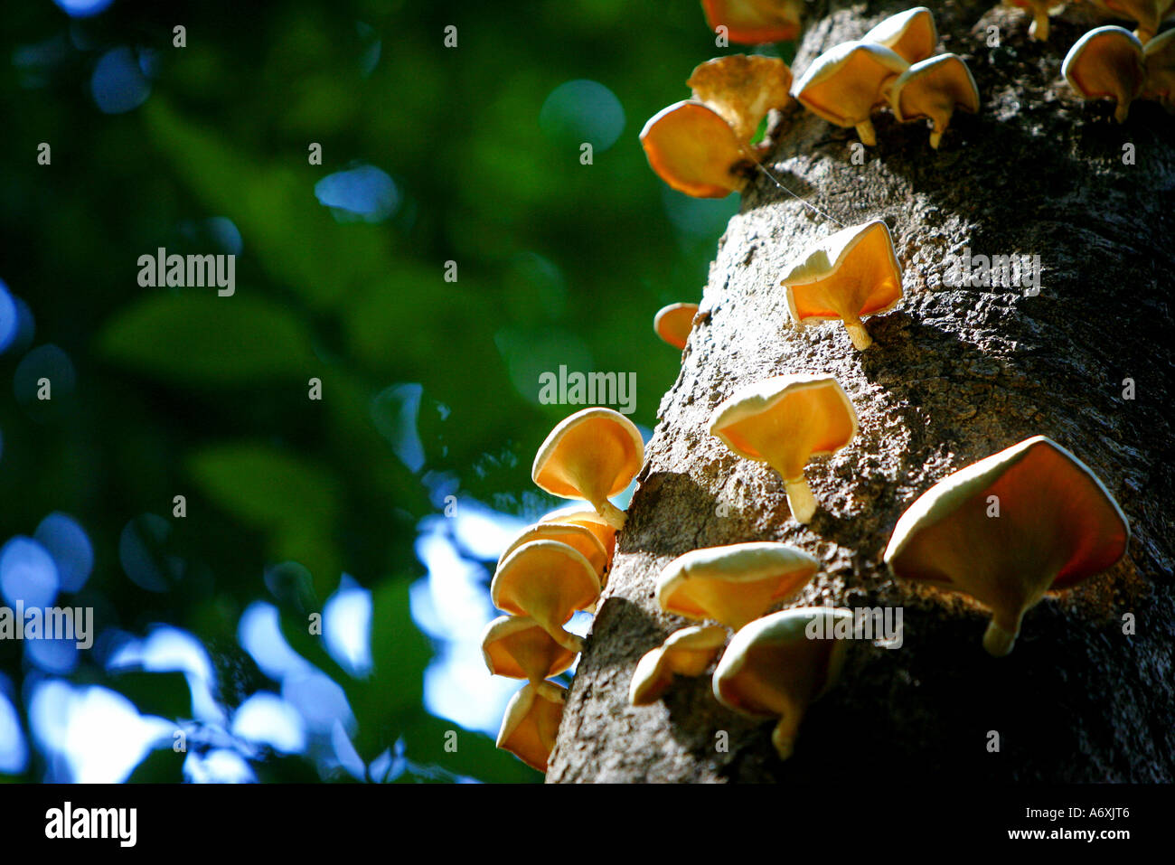 Mushrooms/Fungi growing on the side of a tree Stock Photo - Alamy