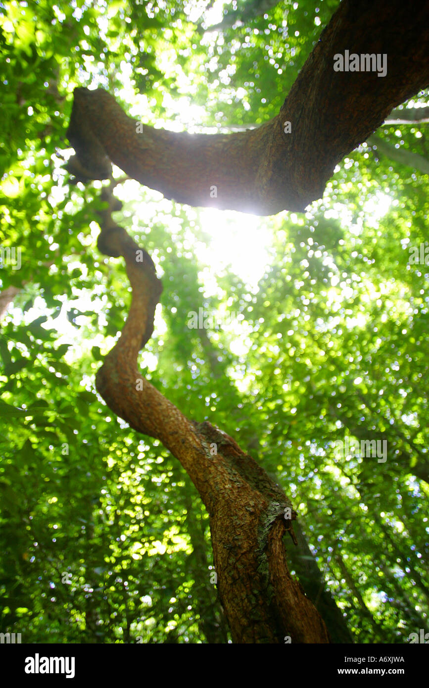 Underneath tree roots hi-res stock photography and images - Alamy