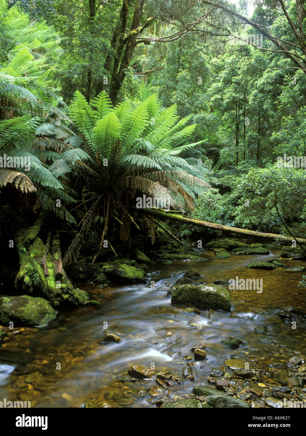 Nelson River Tasmania Australia