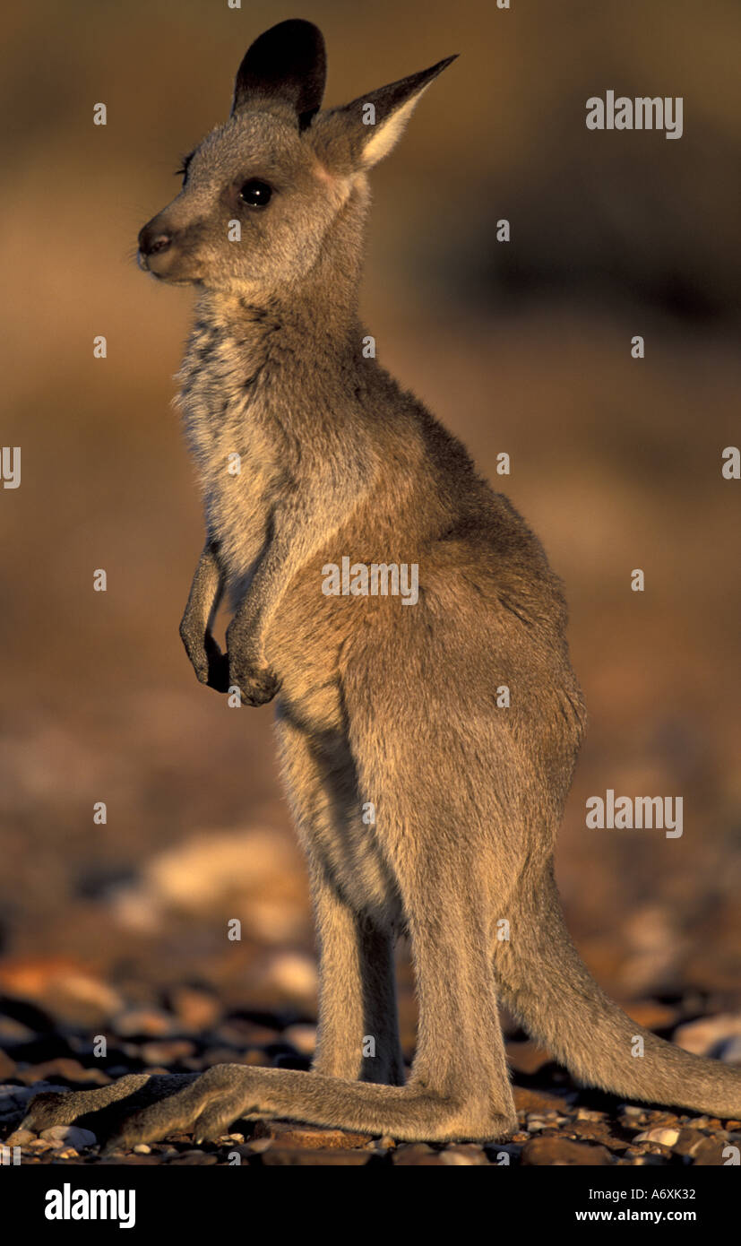 Broken hill kangaroo hi-res stock photography and images - Alamy