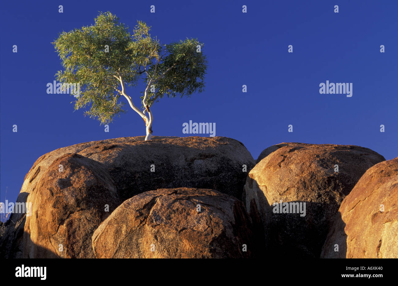 Australia, Northern Territory Devils Marbles Eucalypt tree on granite ...