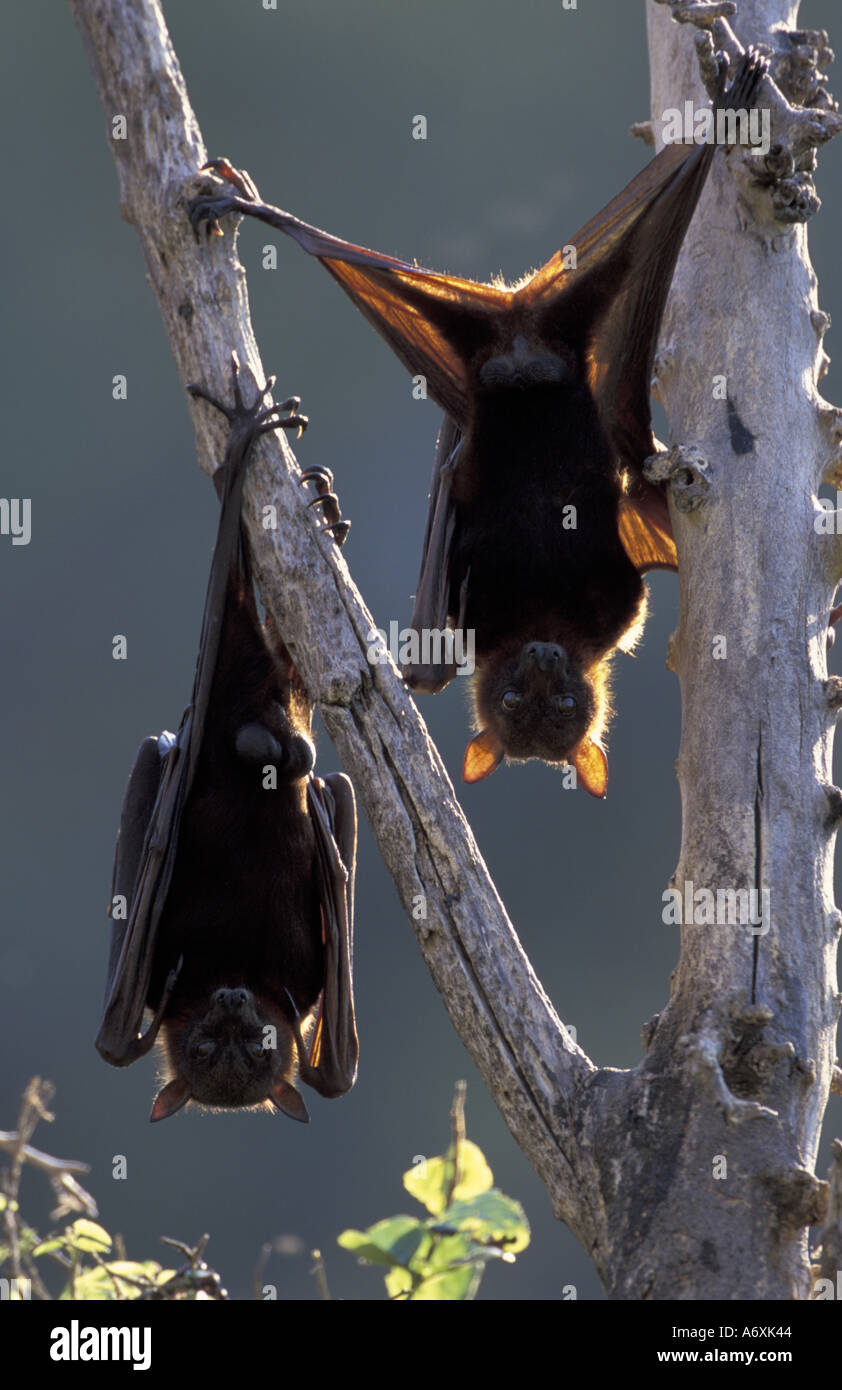 Australia, Queensland, Ipswich Little red flying foxes (Pterobus ...