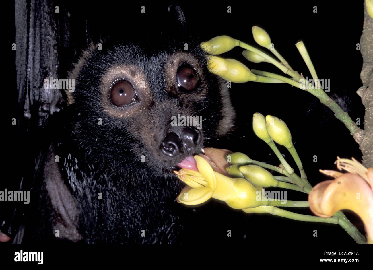 Australia, Queensland, Atherton Spectacled flying-fox feeding on nectar ...