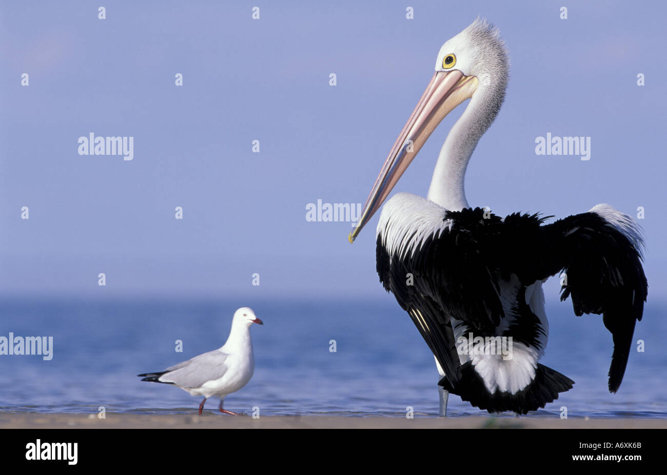 Australia, Western Australia Shark Bay Marine Park Australian pelican ...