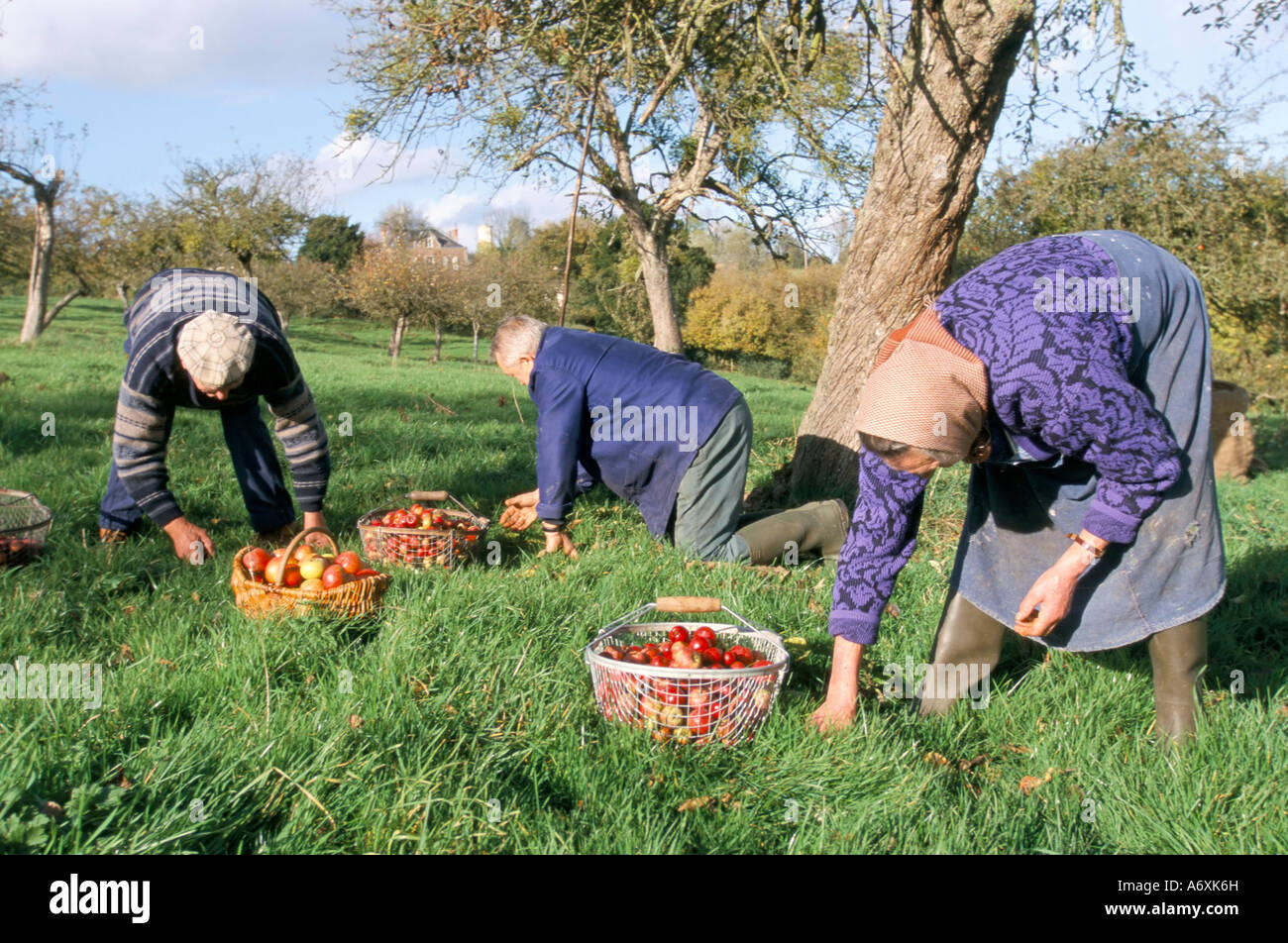 Apples orchard normandy hi-res stock photography and images - Alamy