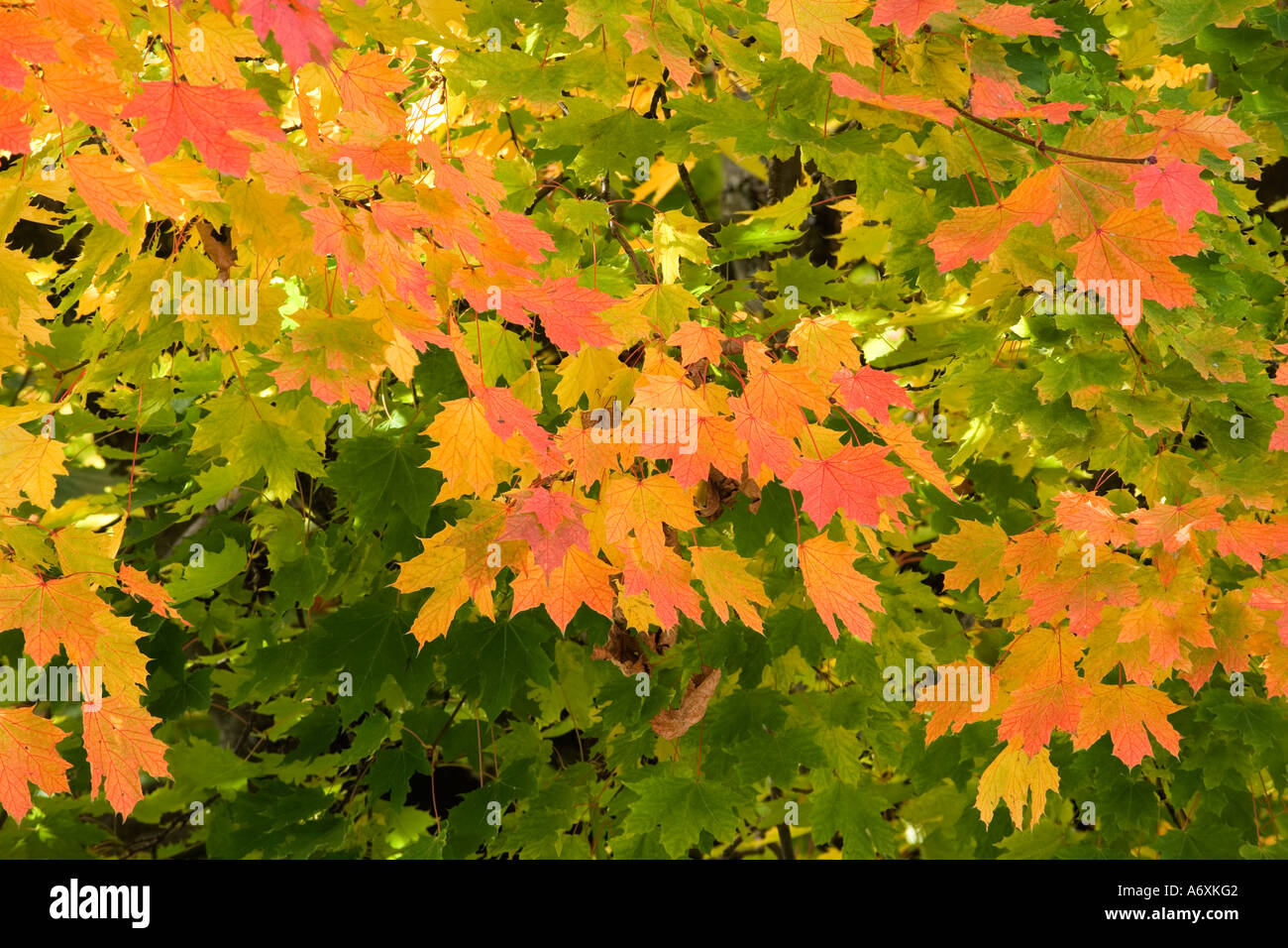 Beautiful maple trees hi-res stock photography and images - Alamy