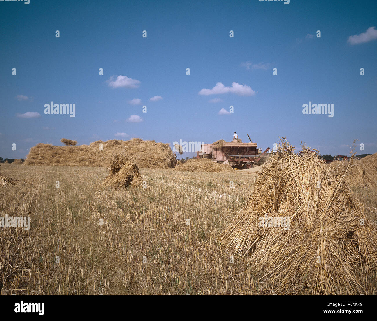 Old fashioned stationary threshing machine and harvesting methods ...