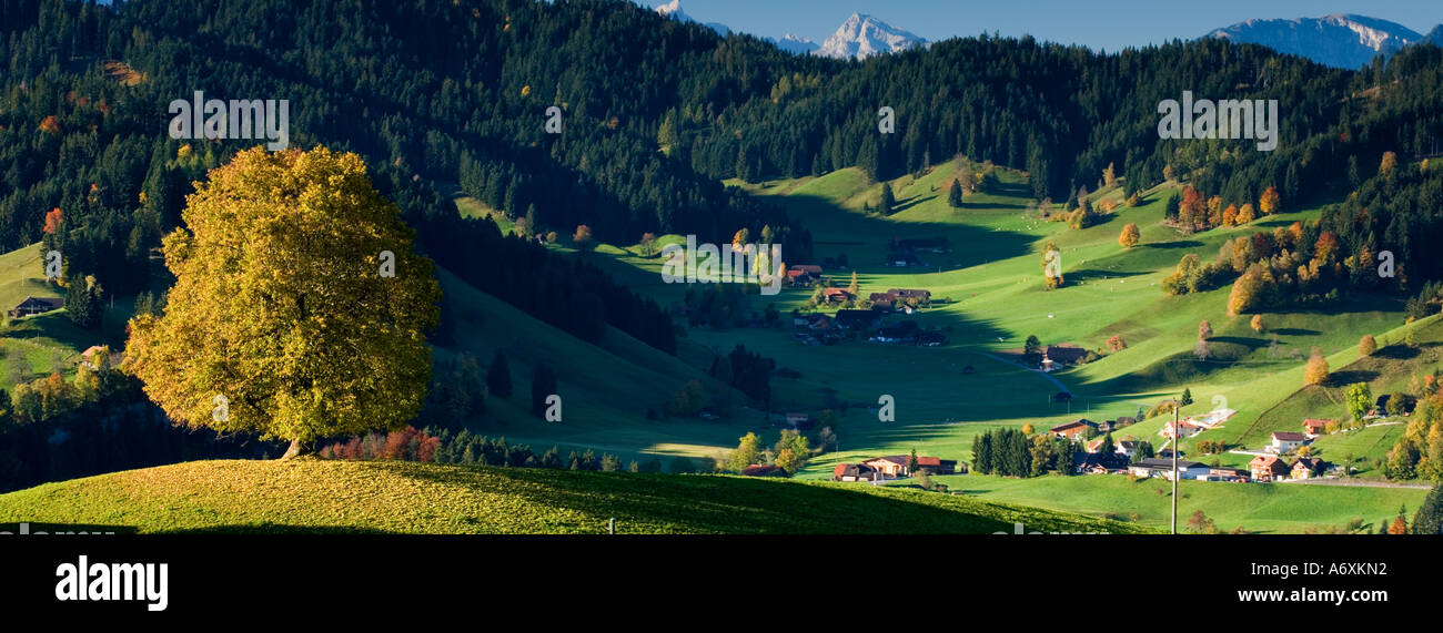 Switzerland Berner Oberland Tree in swiss landscape near Thun Stock ...