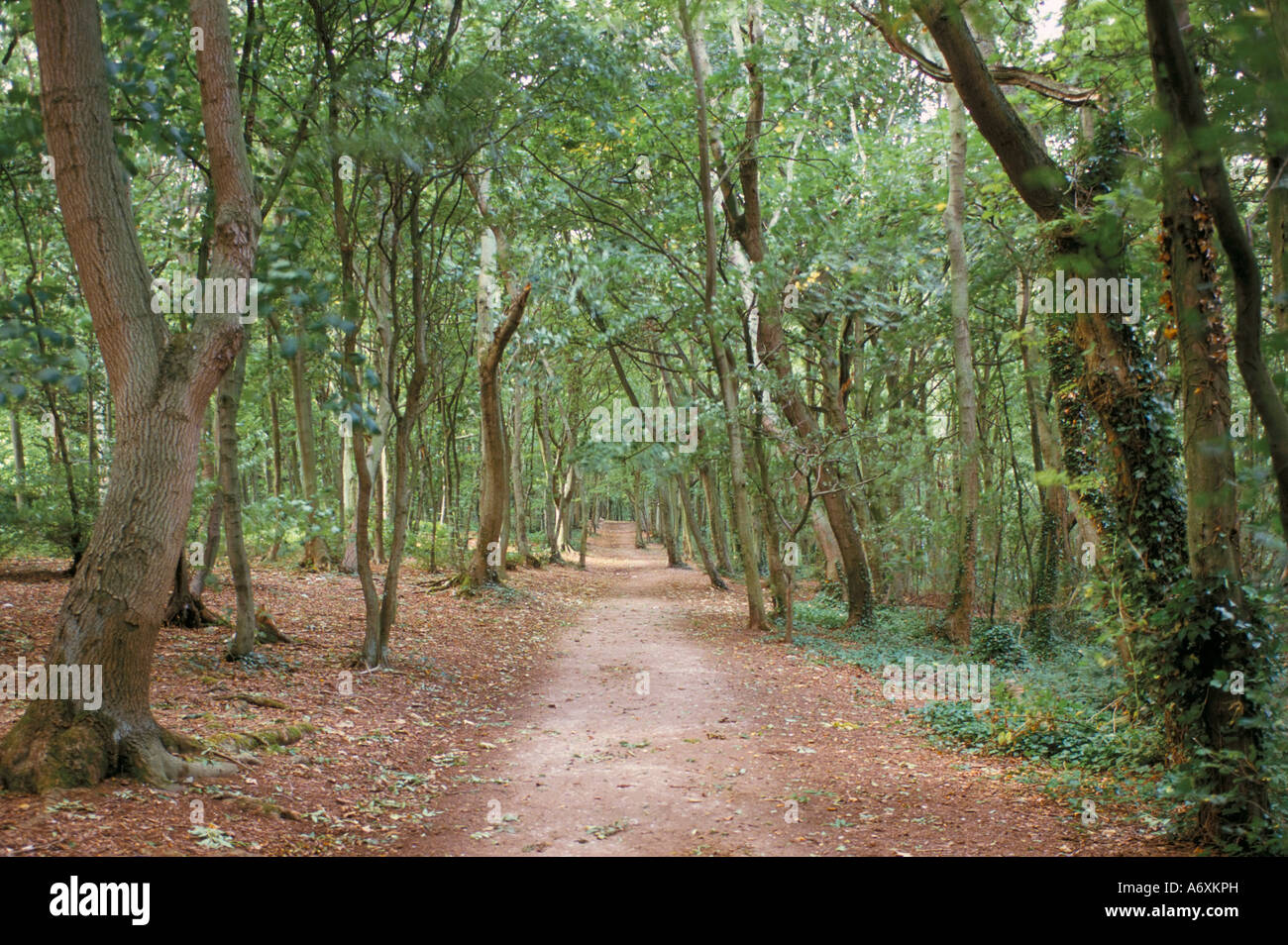 Path through the forest in summer Avon England United Kingdom Europe ...