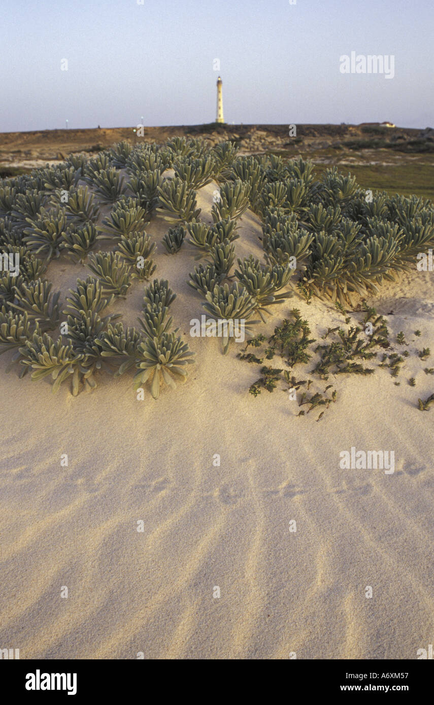 California dunes aruba hi-res stock photography and images - Alamy