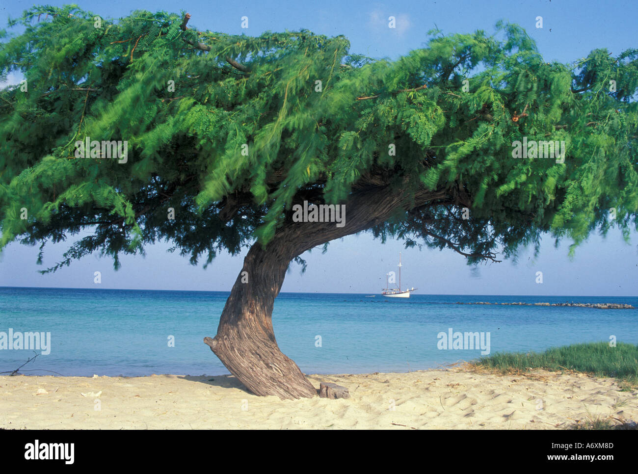 Caribbean, Aruba. Kwihi Tree Stock Photo - Alamy