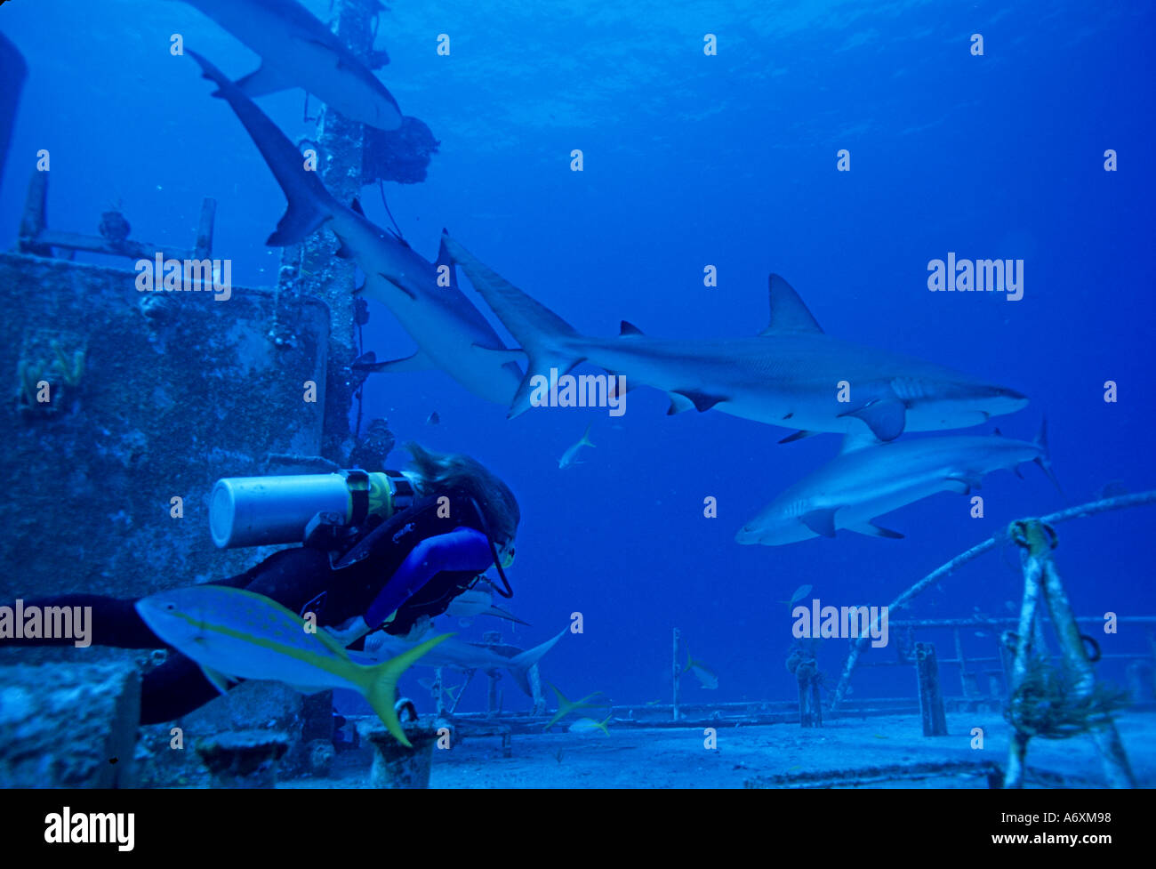 Caribbean, Bahamas, Diver Photographs Gray Reef Sharks Stock Photo - Alamy