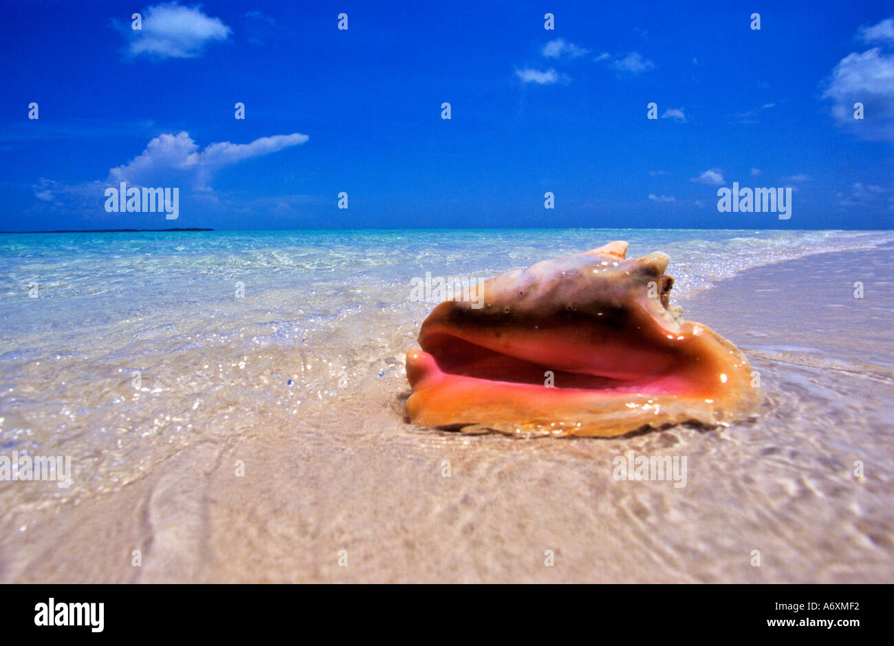 Conch at water's edge, pristine beach, Out Island, Bahamas Stock Photo ...