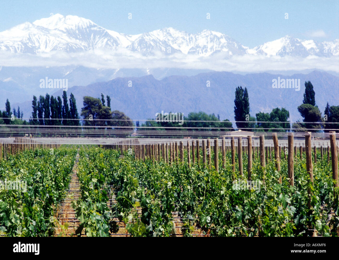 Argentina vineyard andes spring hi-res stock photography and images - Alamy