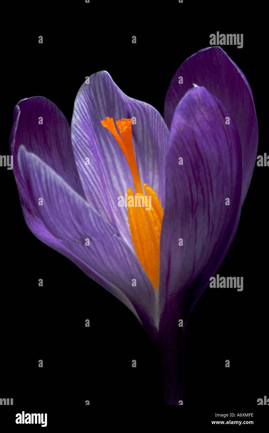 Single purple crocus close up against dark background Stock Photo - Alamy