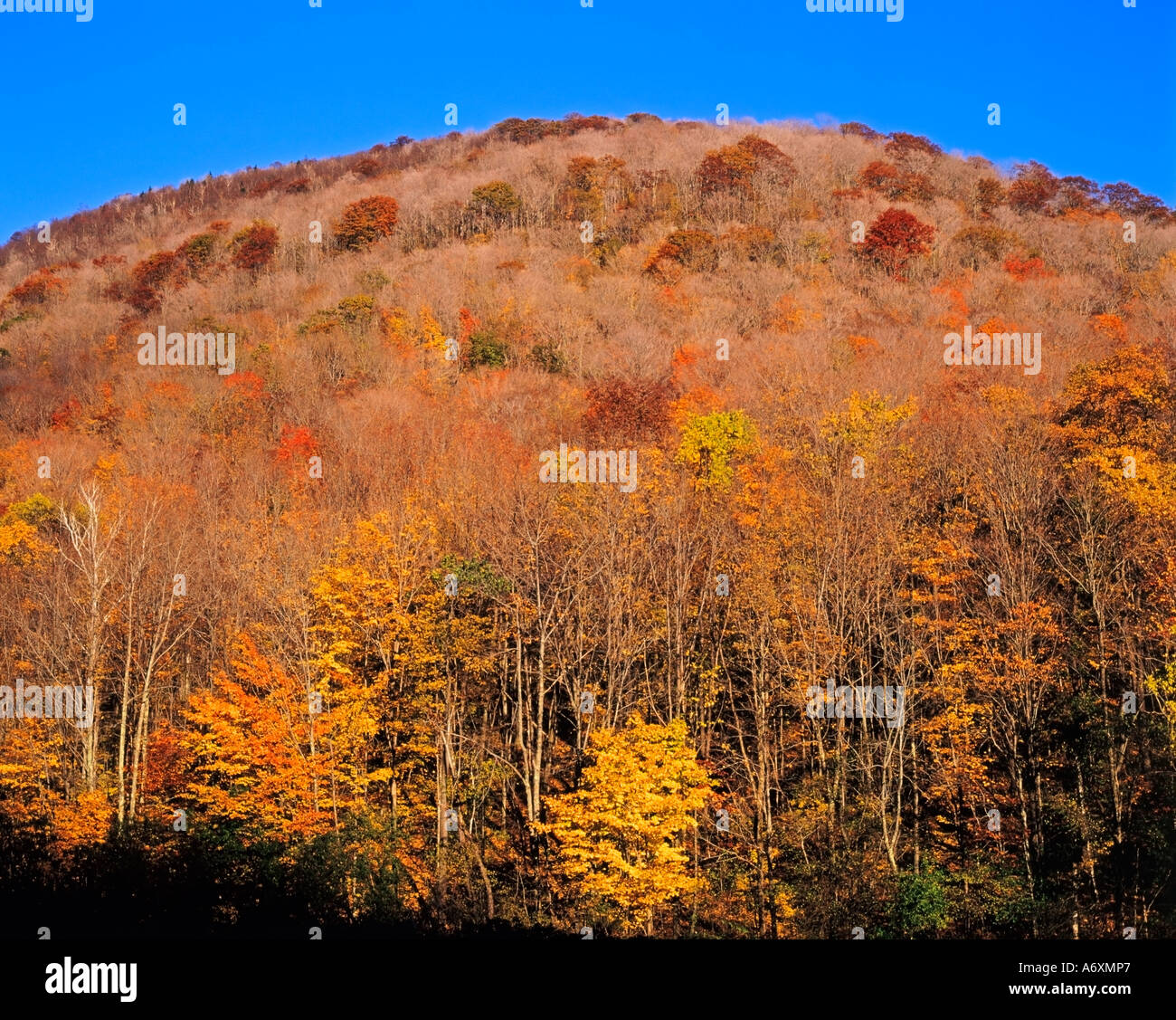 Fall Colors Forever Wild Lands Stoney Clove Area Catskill Mountains ...