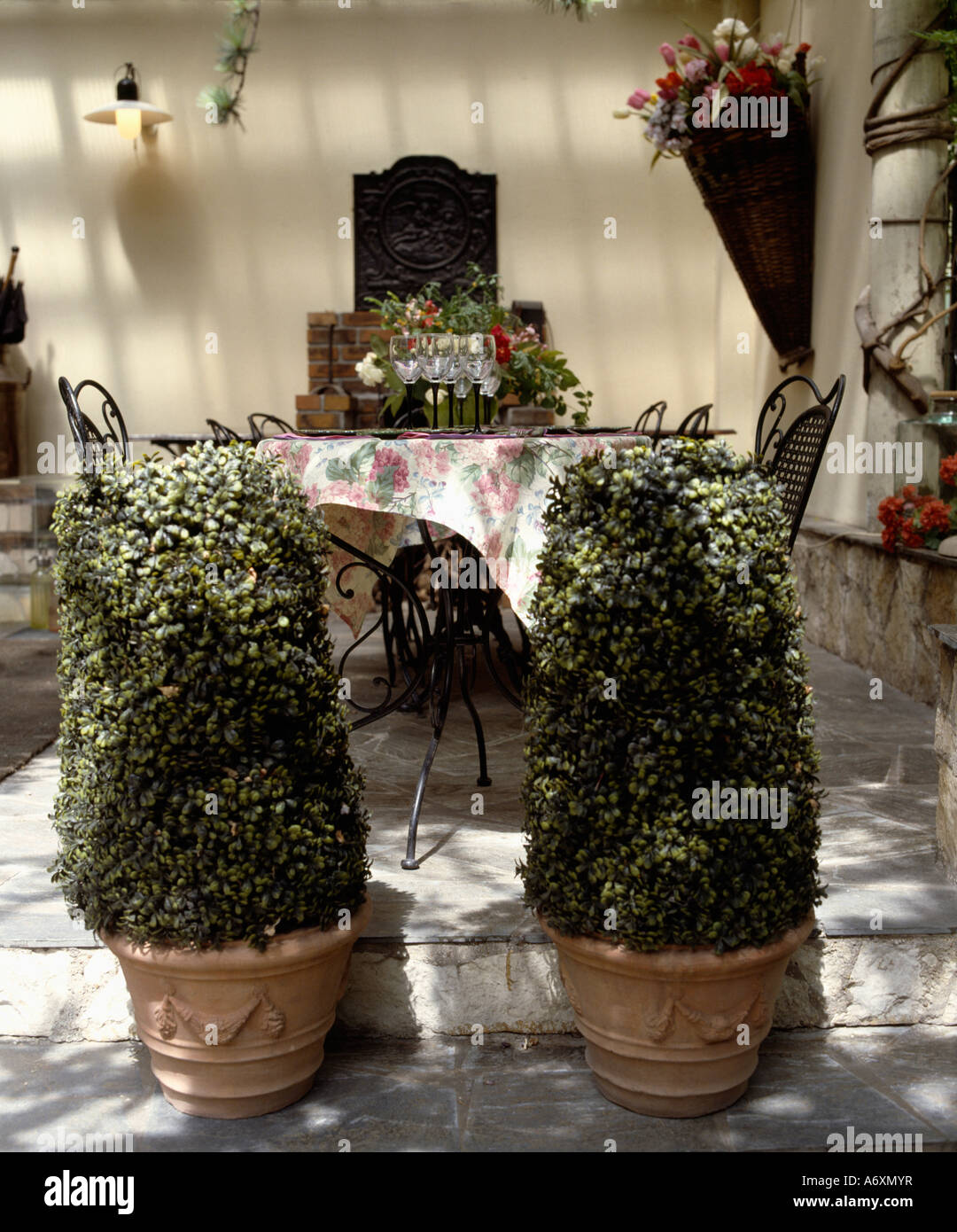 Clipped box trees in terracotta pots in conservatory diningroom Stock ...