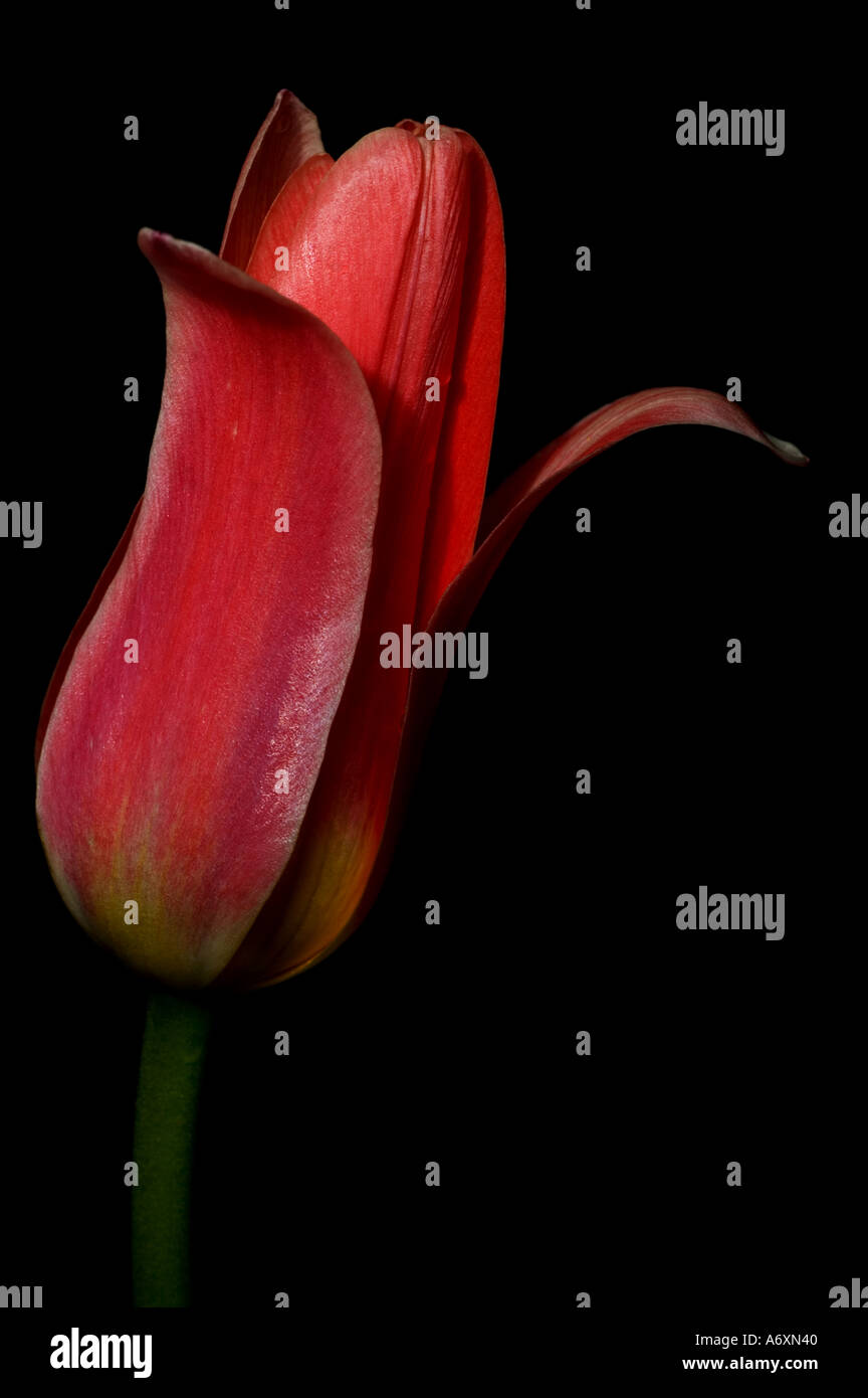 Single red tulip close up against dark background Stock Photo - Alamy