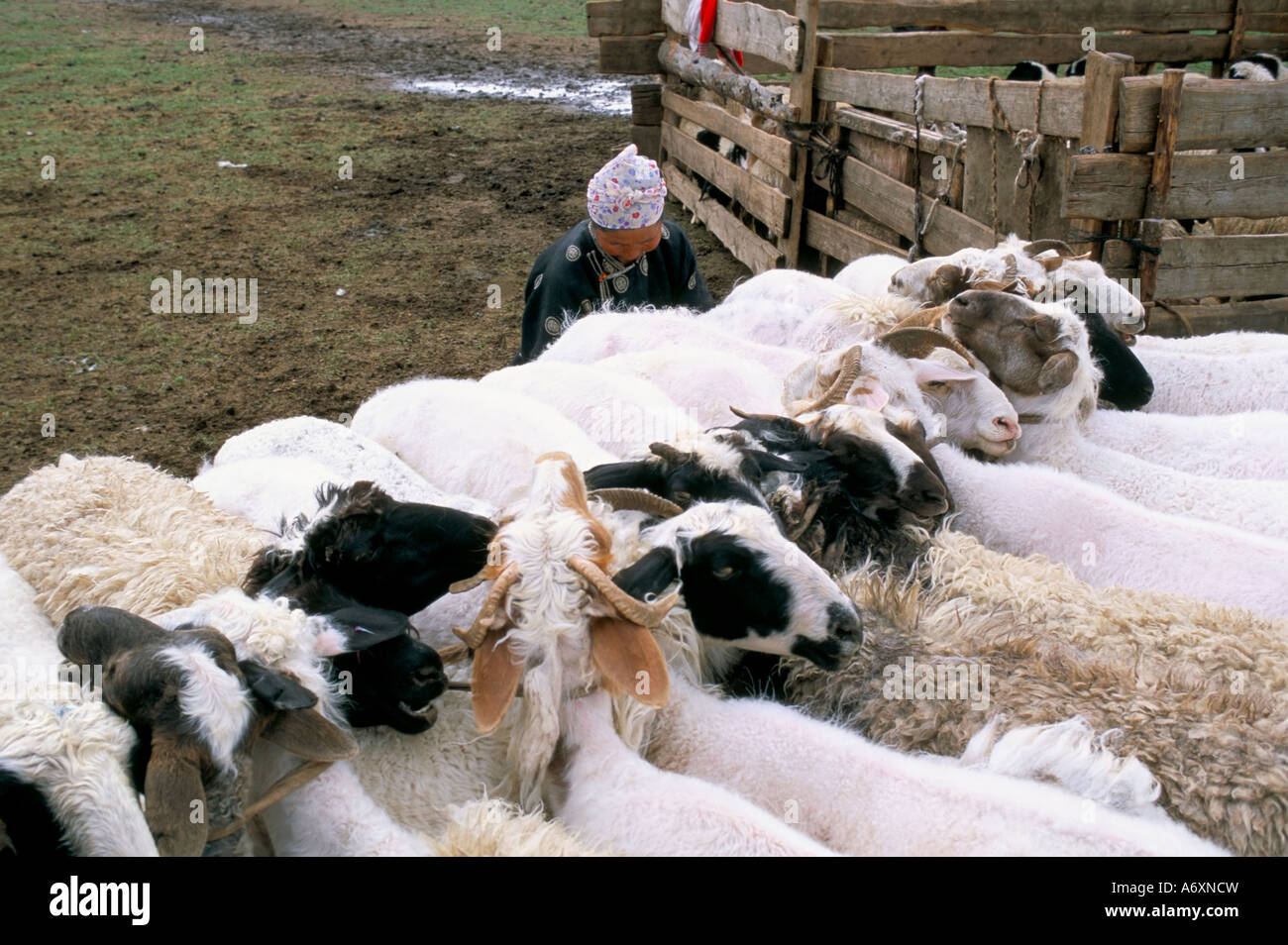 Sheep Ovorkanghai province Mongolia Central Asia Asia Stock Photo - Alamy