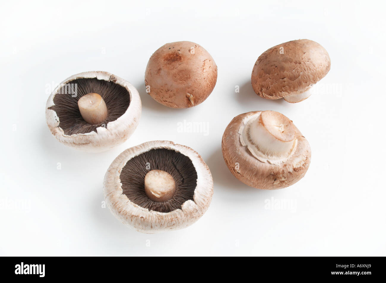 mushrooms on a white background Stock Photo - Alamy