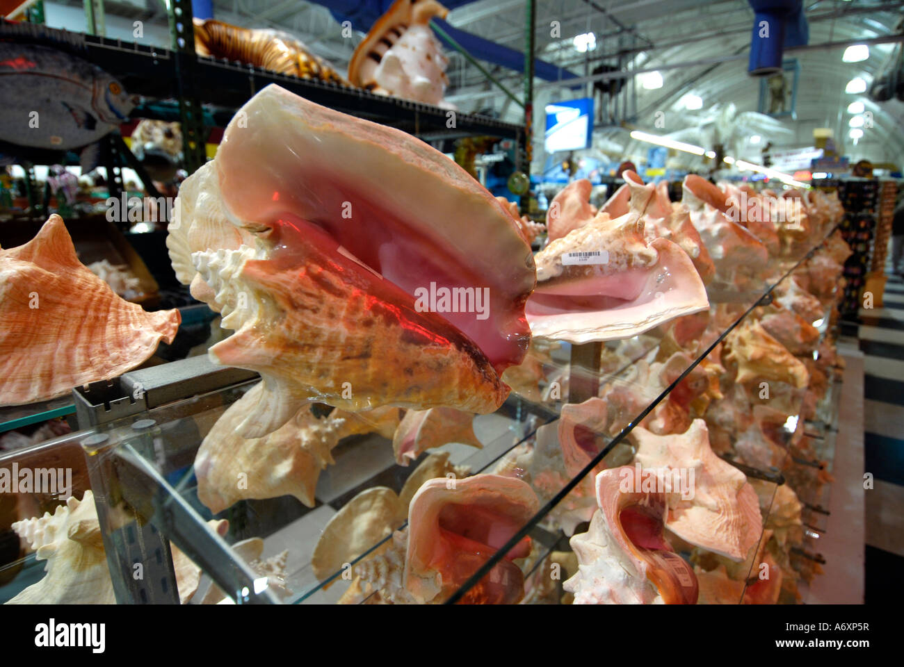 Conch on display at the Worlds largest Shell Factory a popular tourist ...