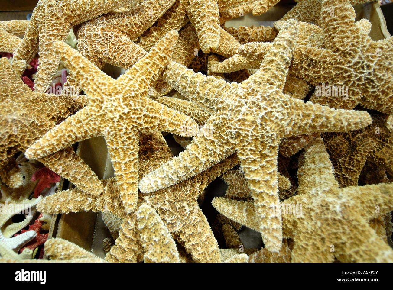 Starfish on display at the Worlds largest Shell Factory a popular ...