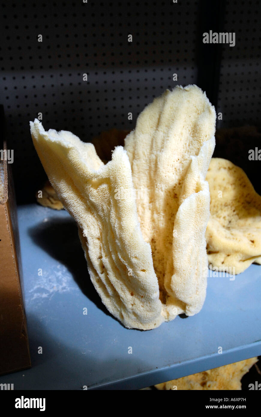 Sponge on display at the Worlds largest Shell Factory a popular tourist ...