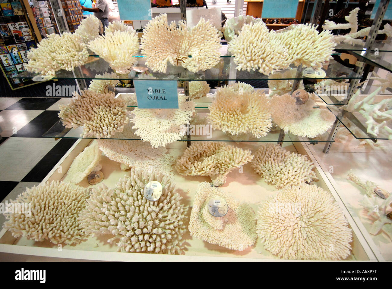 On display worlds largest shell hi-res stock photography and images - Alamy