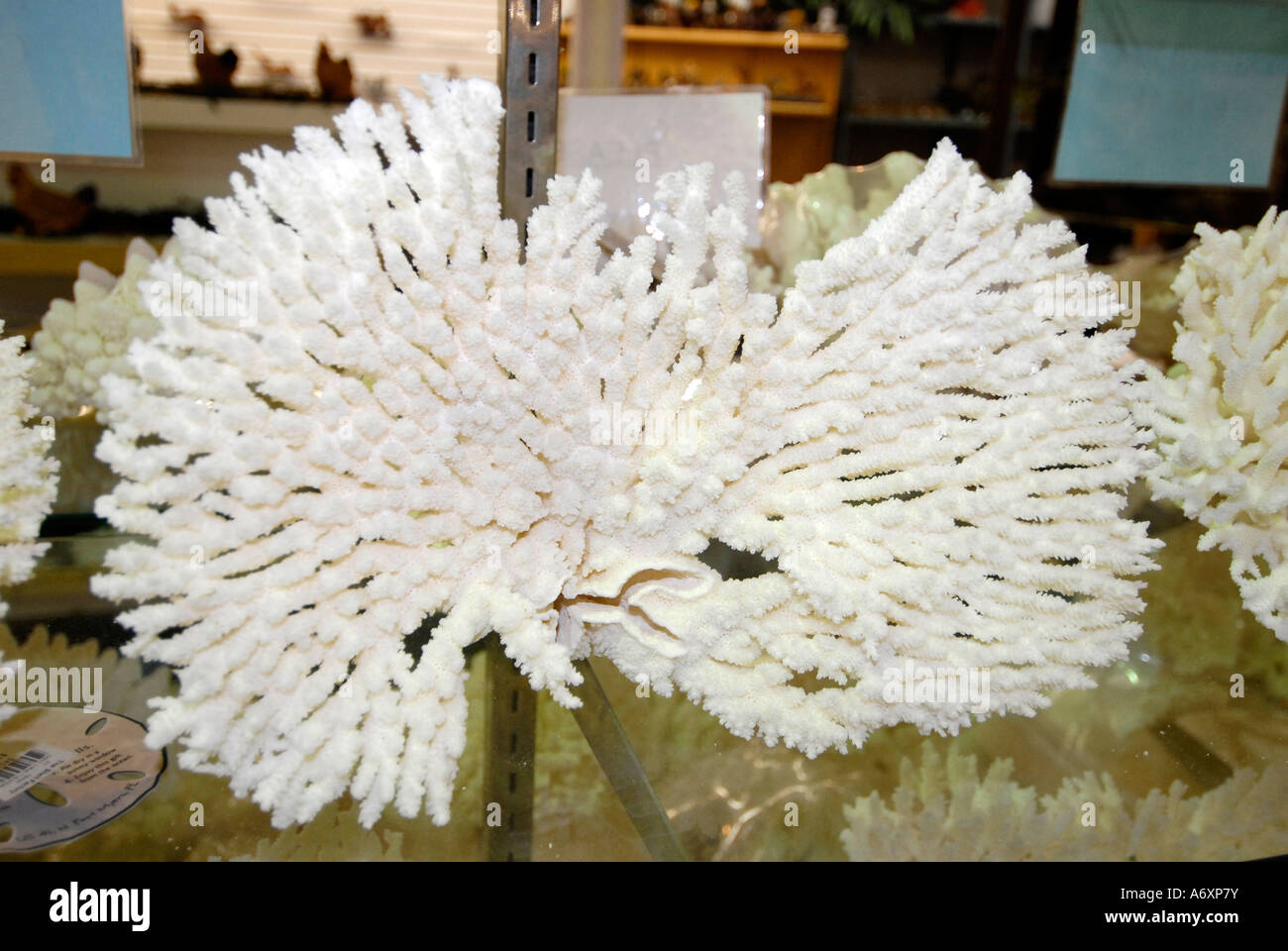 On display worlds largest shell hi-res stock photography and images - Alamy