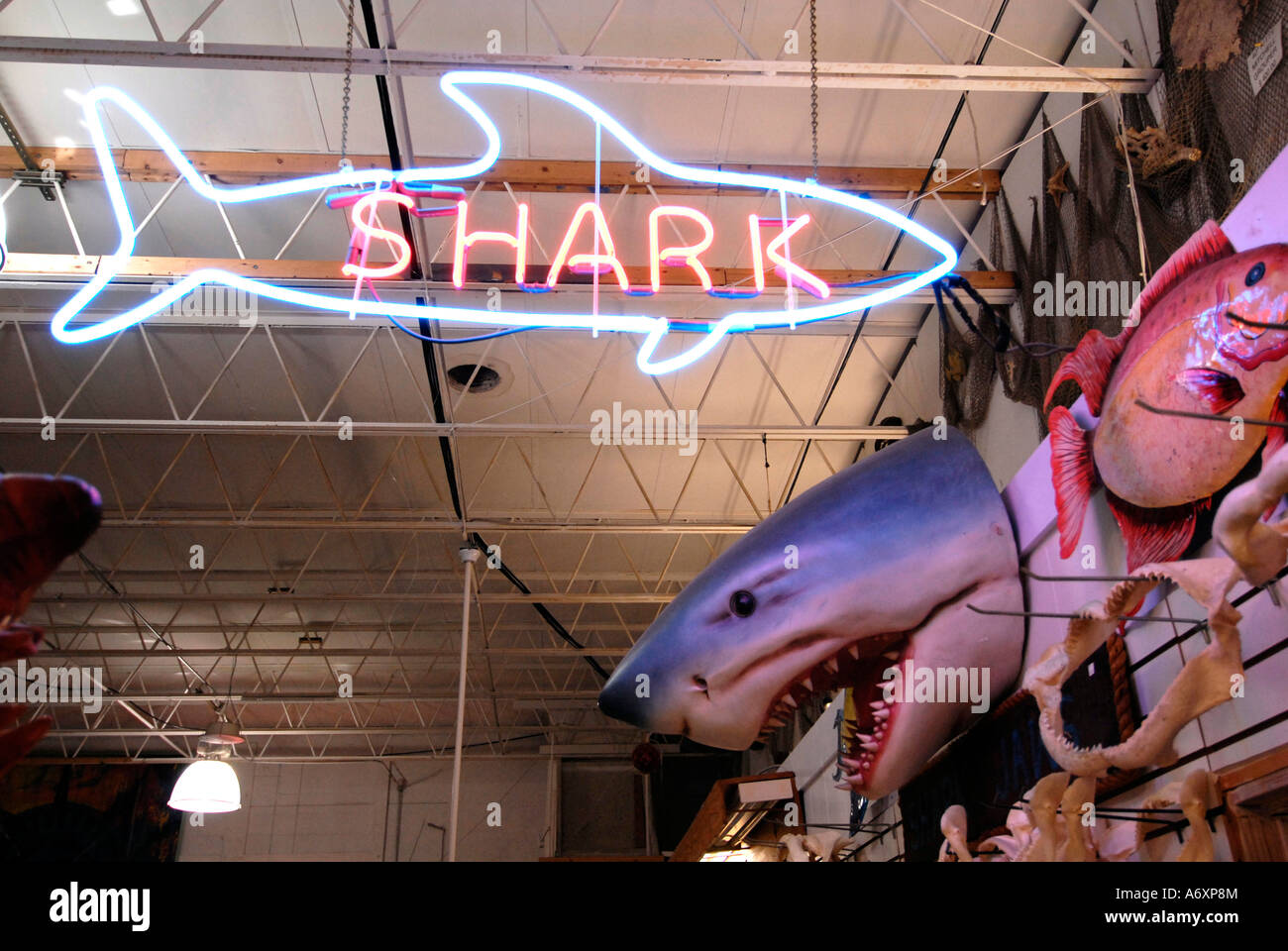 Shark neon sign at the Worlds largest Shell Factory a popular tourist ...