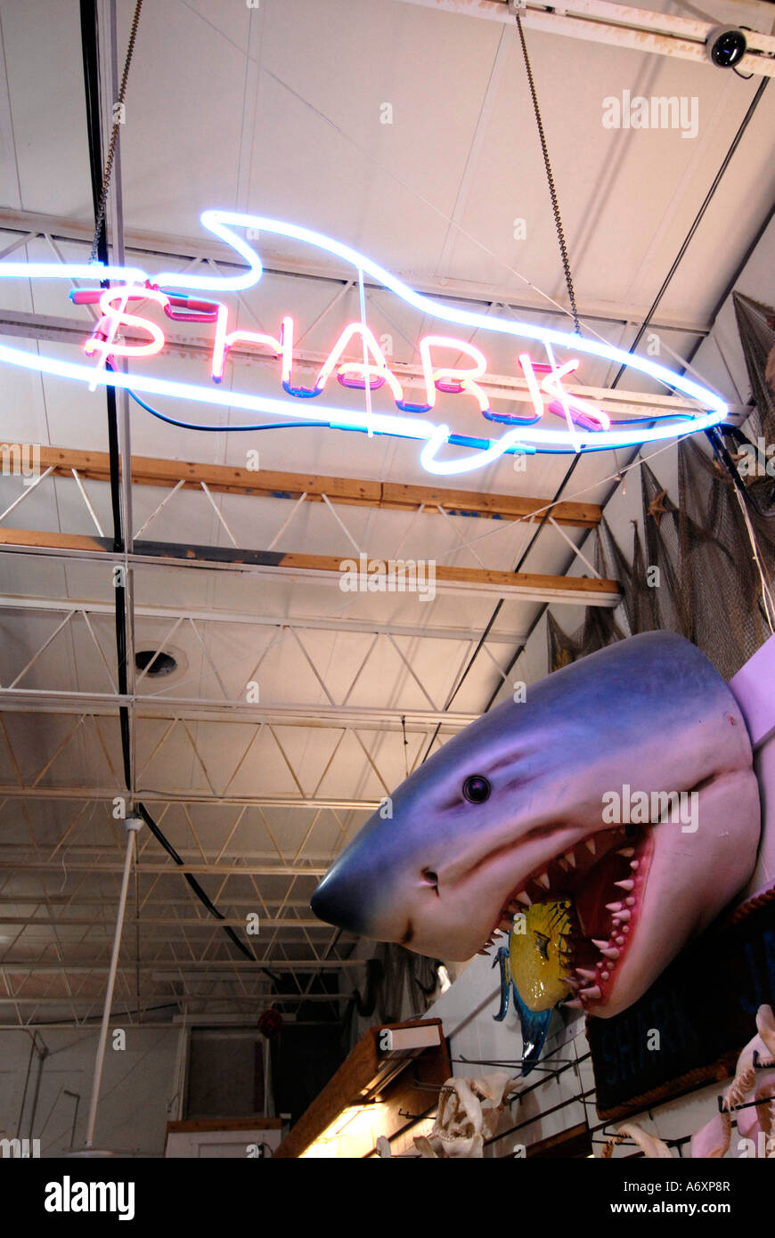 Shark neon sign at the Worlds largest Shell Factory a popular tourist ...