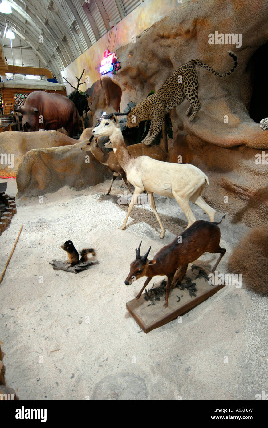 Shell Collection Display High Resolution Stock Photography and Images ...