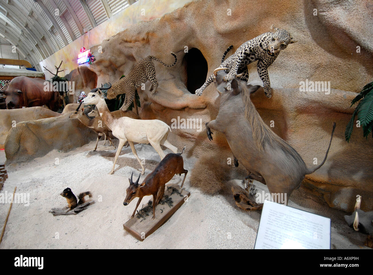 Animal display at the Worlds largest Shell Factory a popular tourist ...