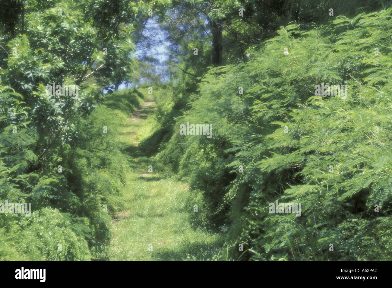 Caribbean, Bermuda. View of path through trees Stock Photo - Alamy