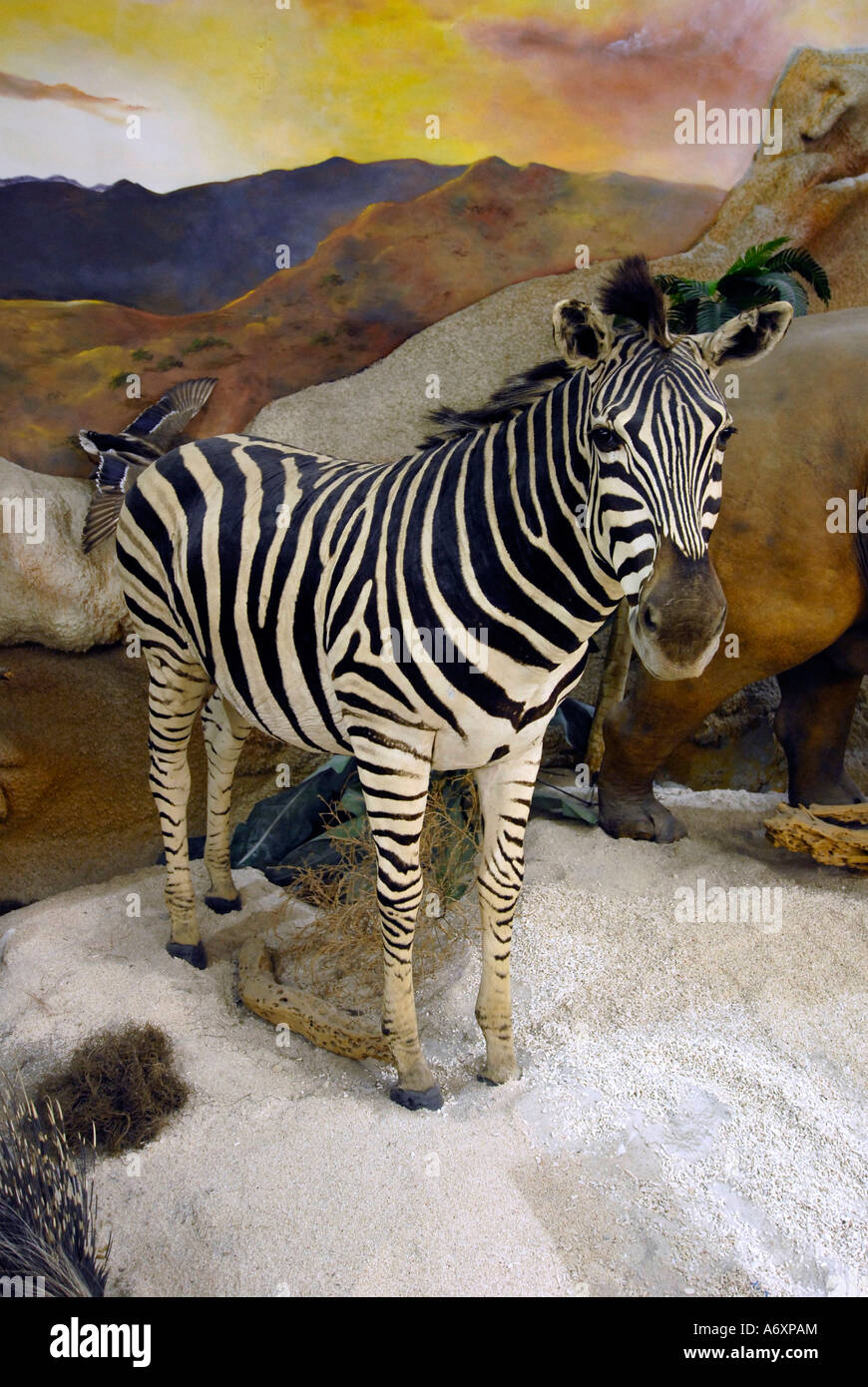 Animal display at the Worlds largest Shell Factory a popular tourist ...