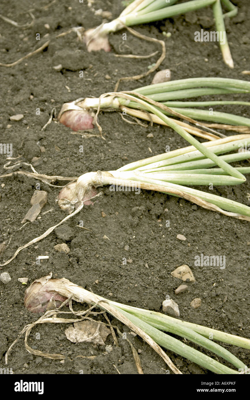 Allium sp hi-res stock photography and images - Alamy