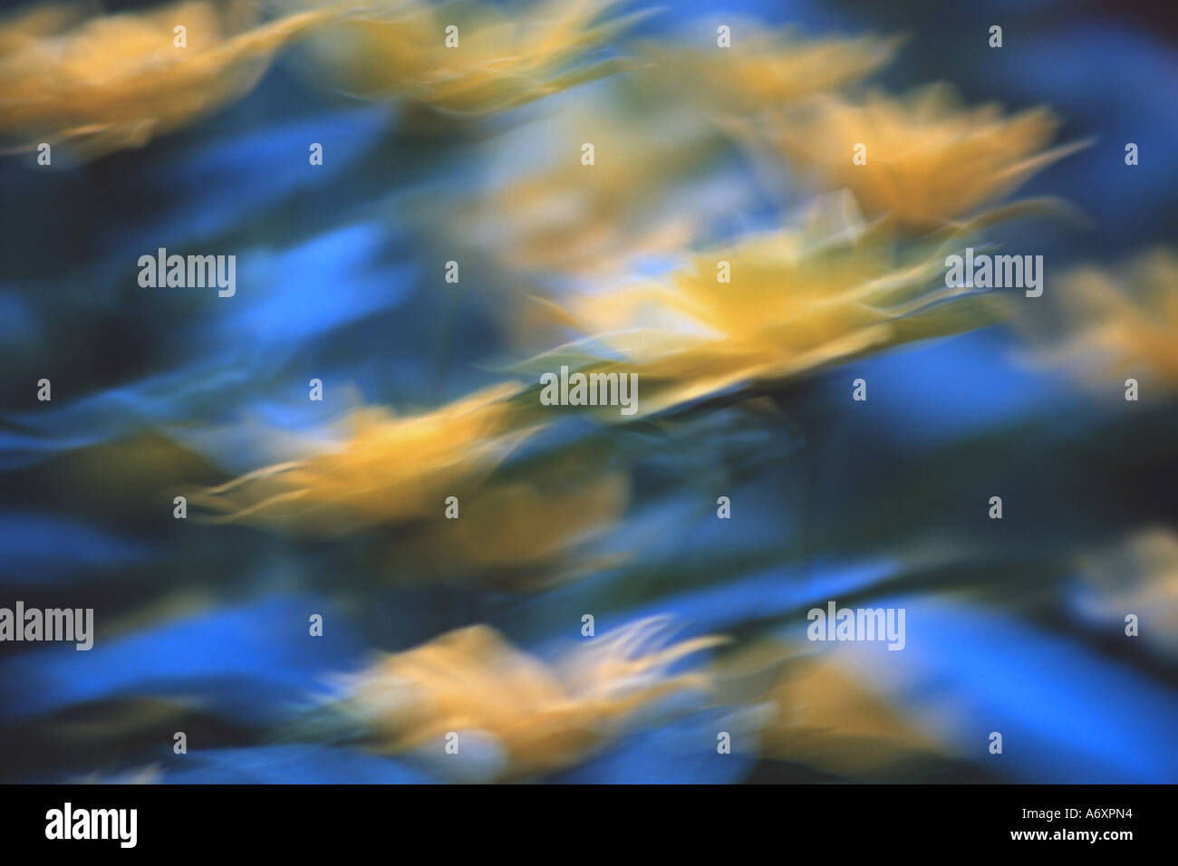 Wind blown flowers Stock Photo - Alamy