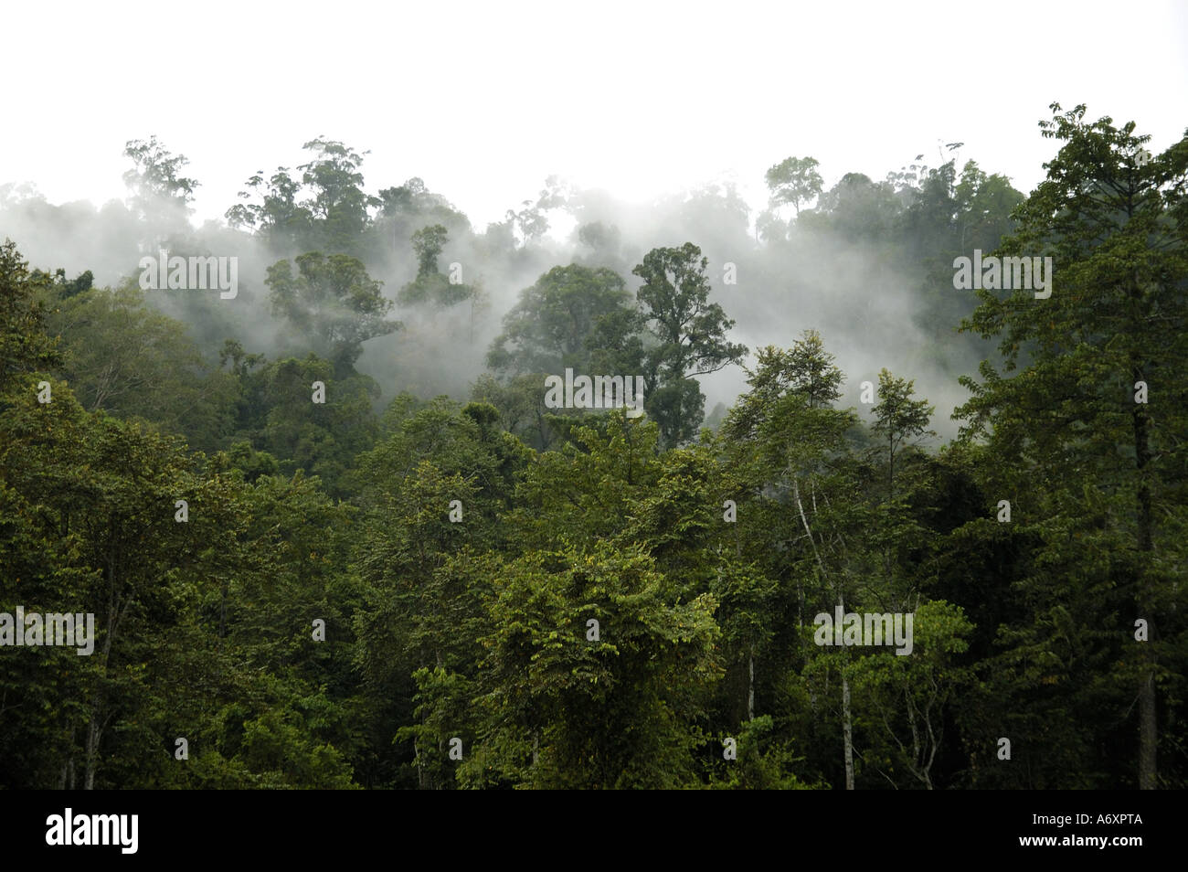 Tropical rain forest - Sabah Malaysia Stock Photo - Alamy