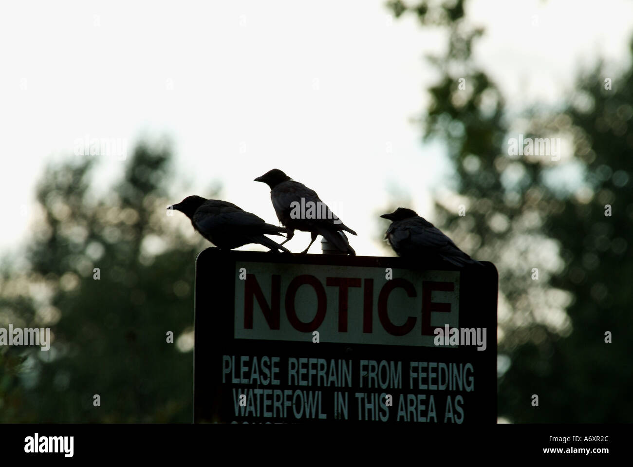 Crow & Sign Stock Photo - Alamy
