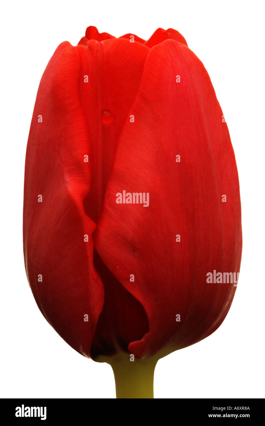 Single red tulip close up against light background Stock Photo - Alamy