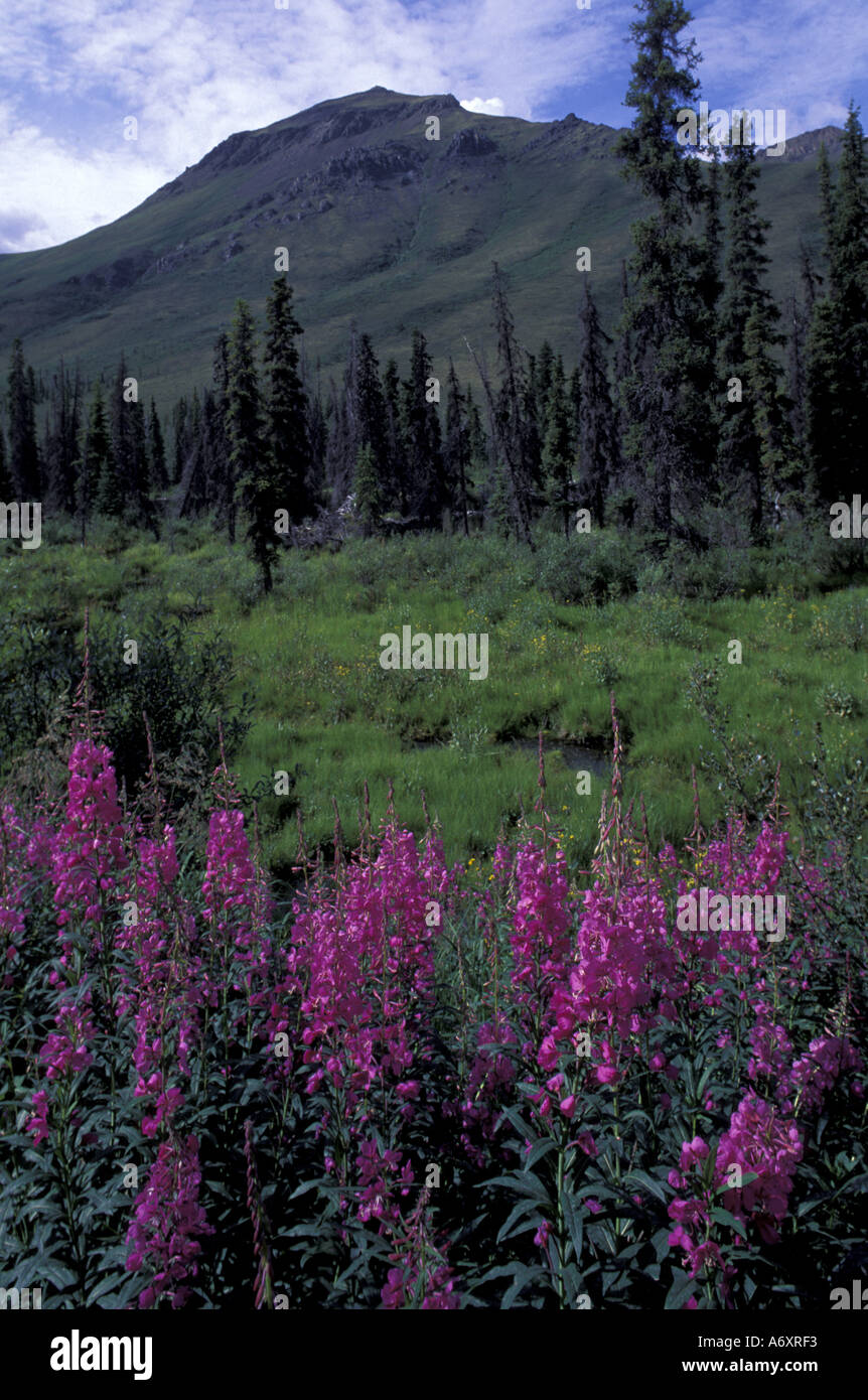 North America, Canada, Yukon. Dwarf Fireweed in the Tombstone Range ...