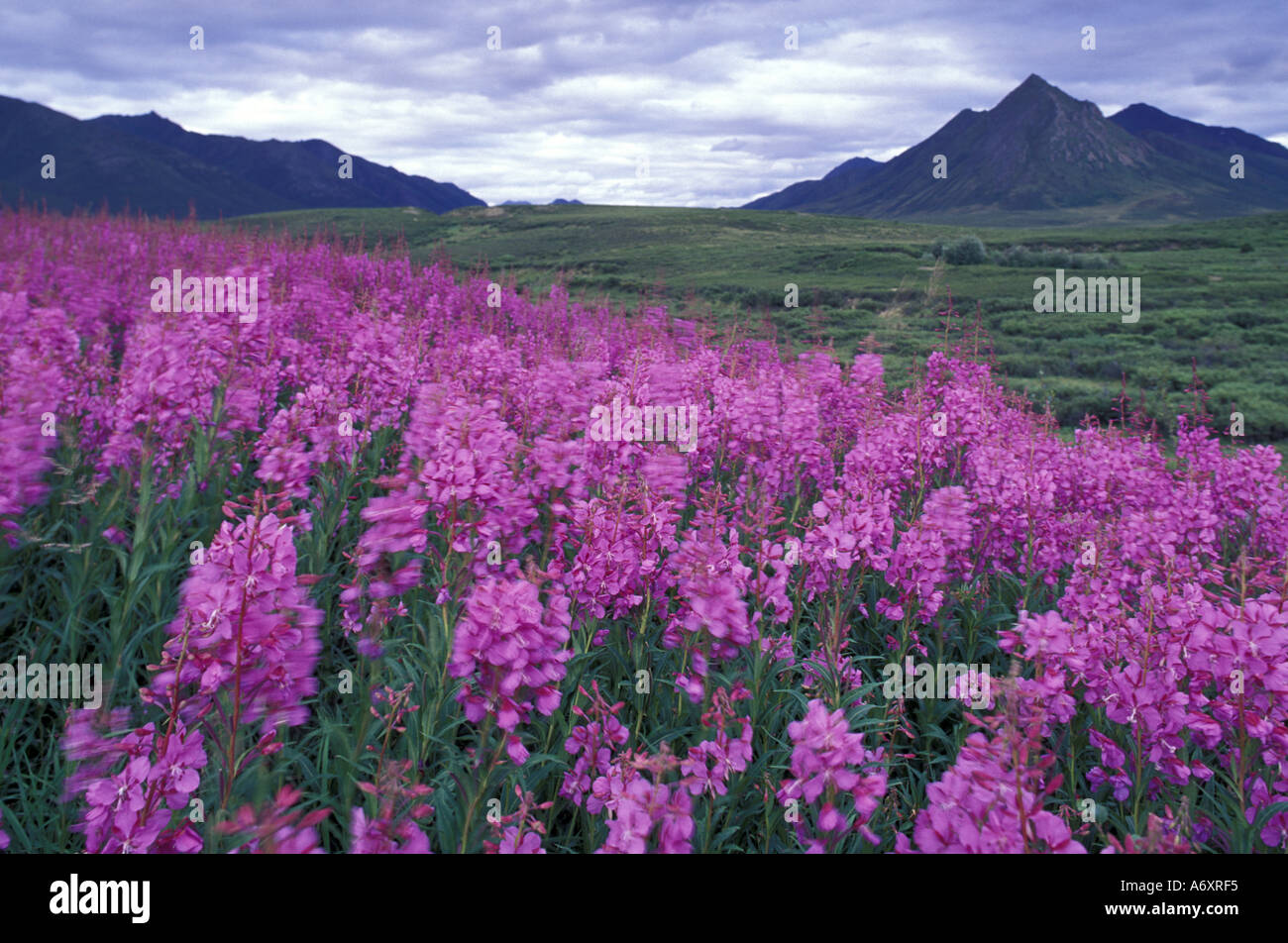 North America, Canada, Yukon. Fireweed blooms at Black Fork Pass in ...