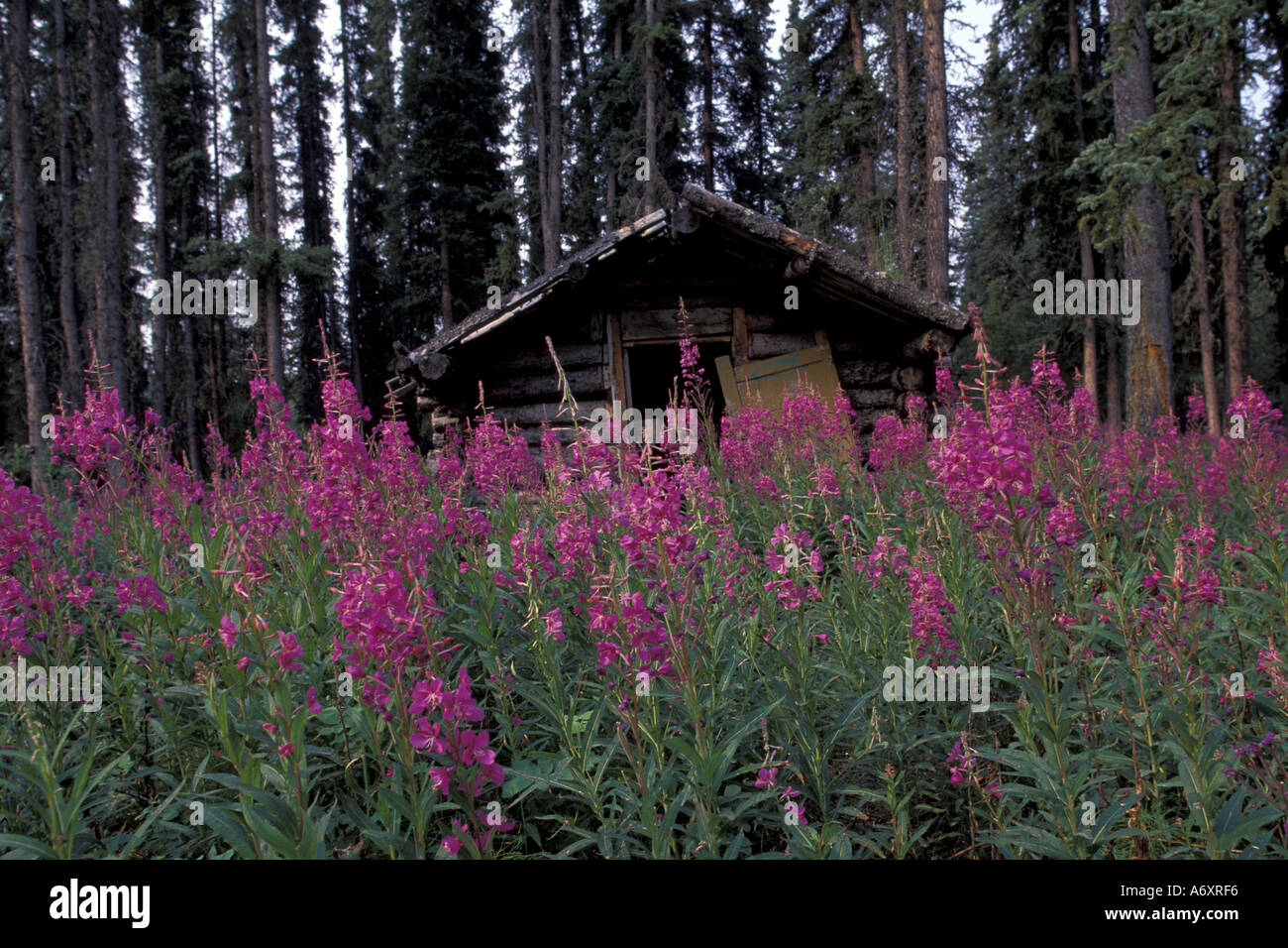 North America, Canada, Yukon. Abandoned trappers cabin amid fireweed ...
