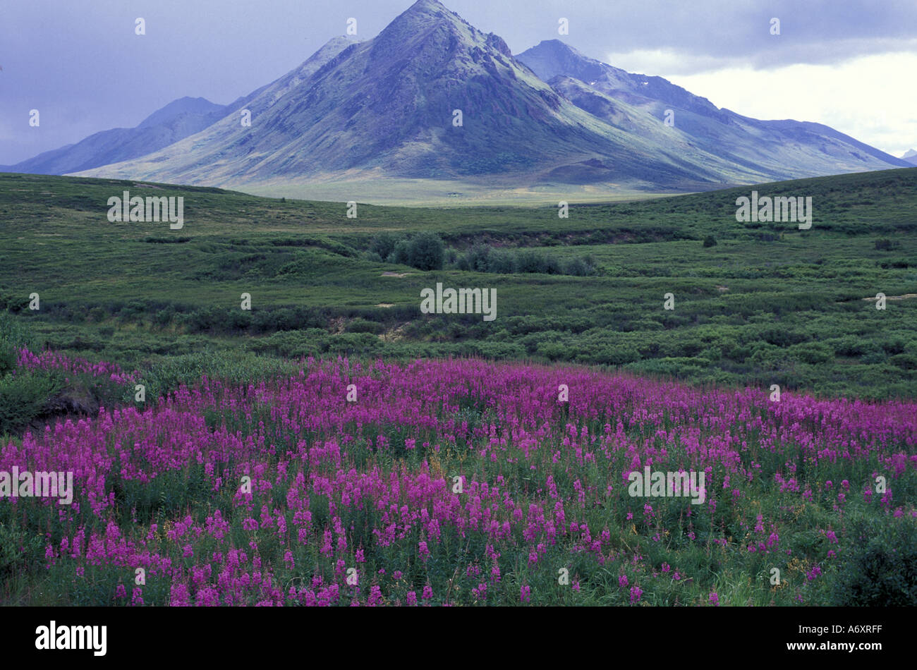 North America, Canada, Yukon. Fireweed blooms at Black Fork Pass near ...
