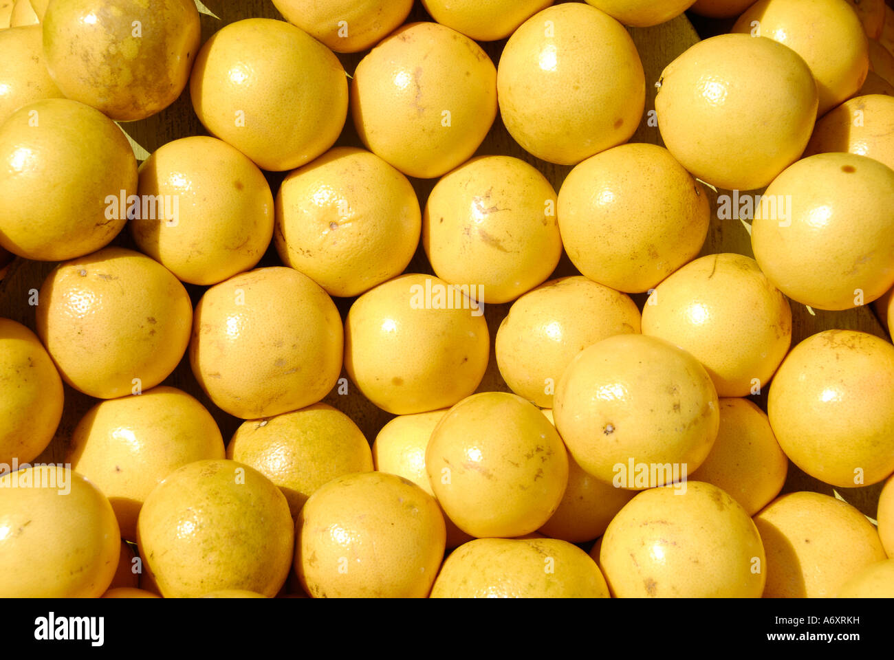 Grapefruit Display at Orange World on Highway 192 at Kissimmee Orlando ...